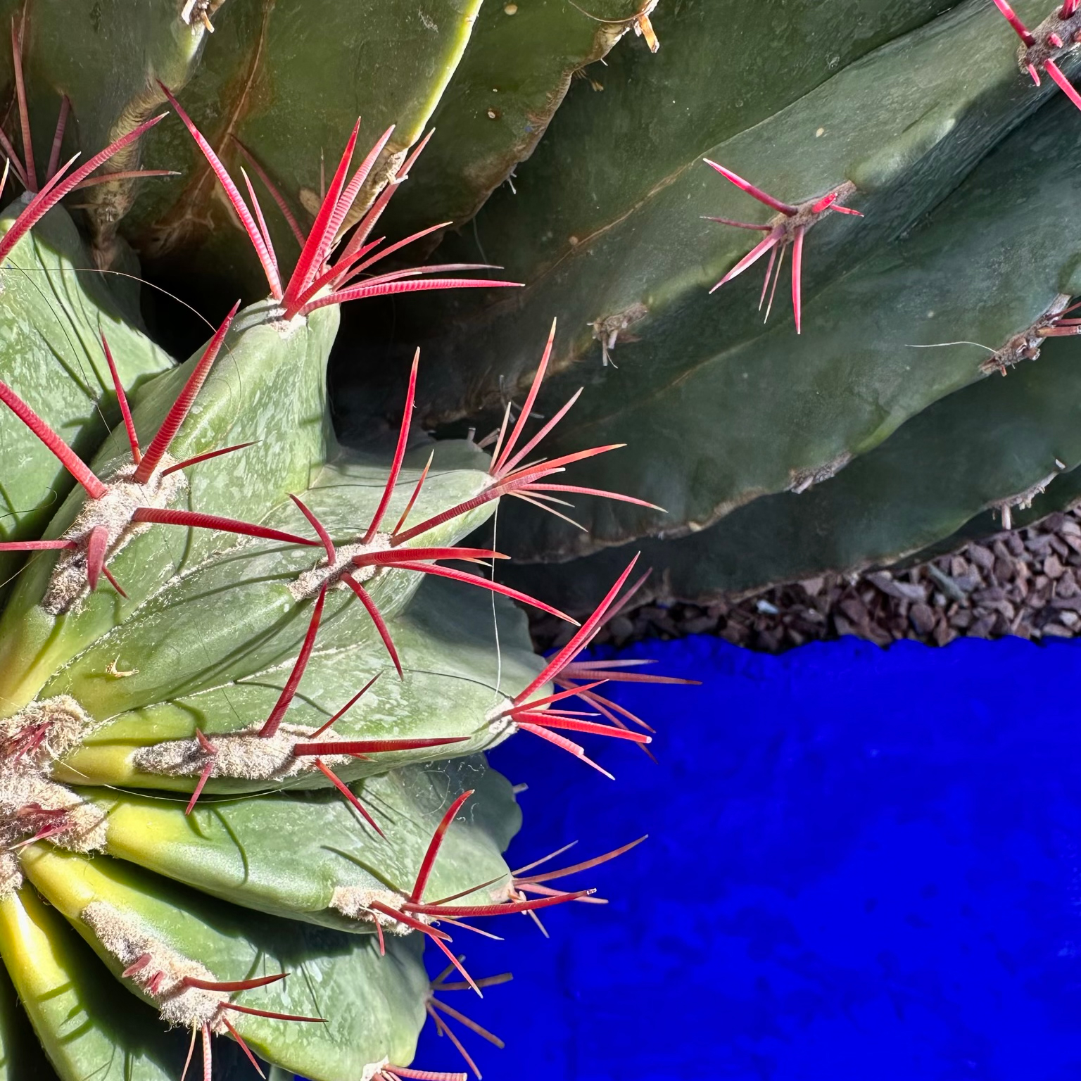 CACTUS EXTRACT: Allergen Or Not An Allergen? | VMV InSkin